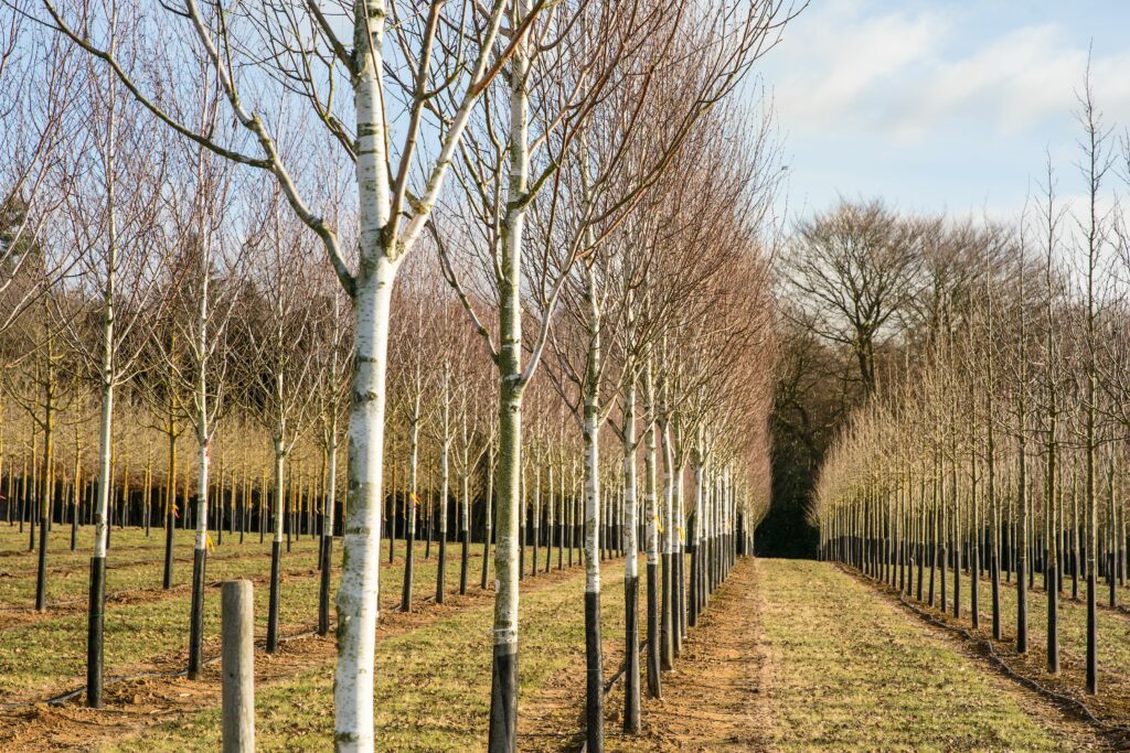 Betula utilis var. jacquemontii Tree | Hillier Trees