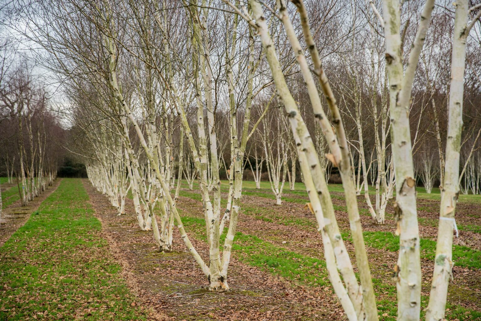 Designing with Shaped Trees - Hillier Trees