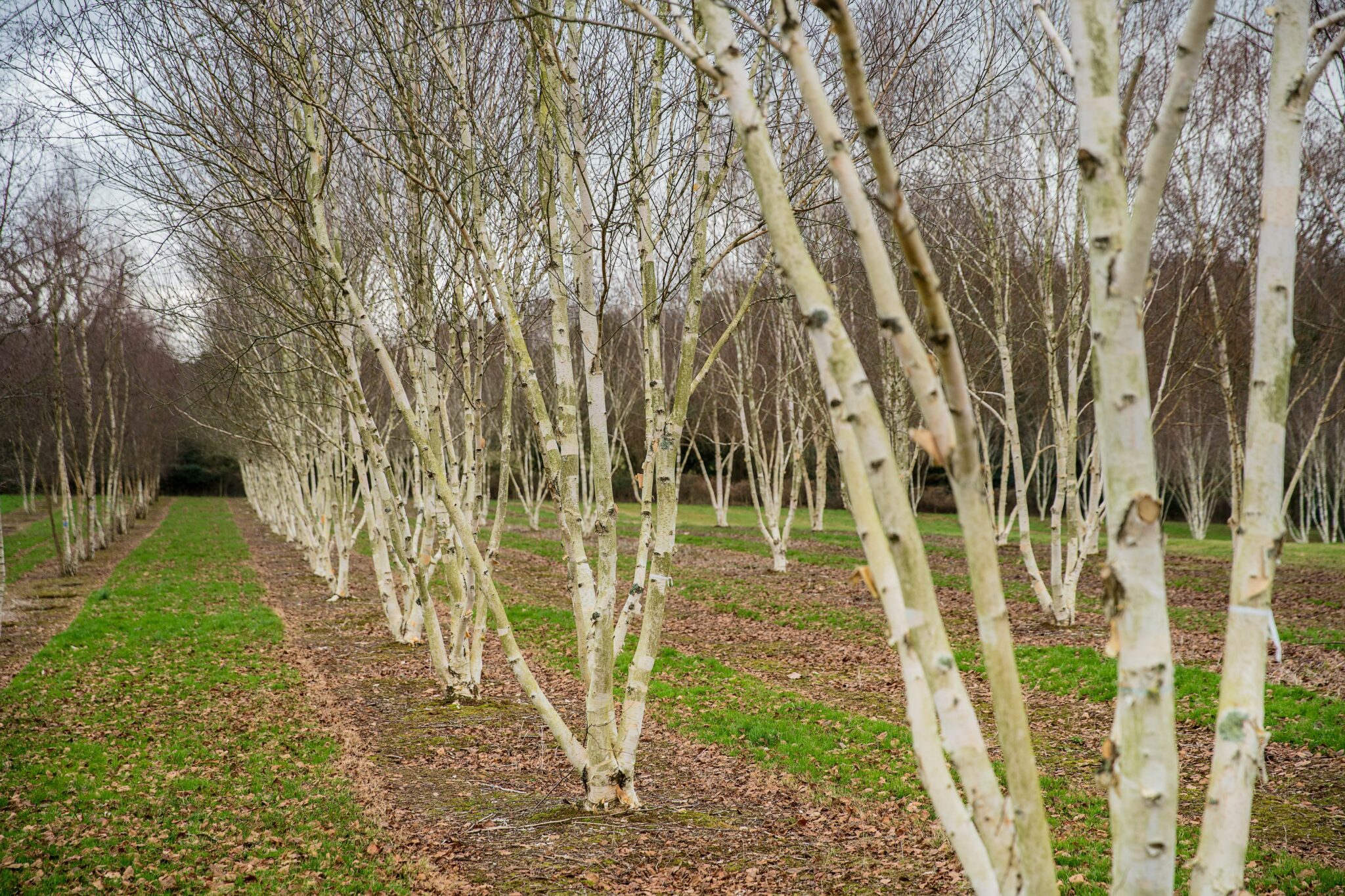 Designing With Multi-Stem Trees - Hillier Trees