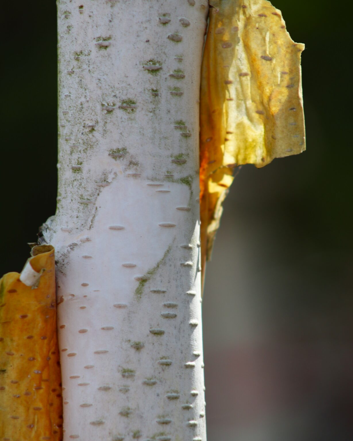 Betula utilis var. jacquemontii Tree | Hillier Trees