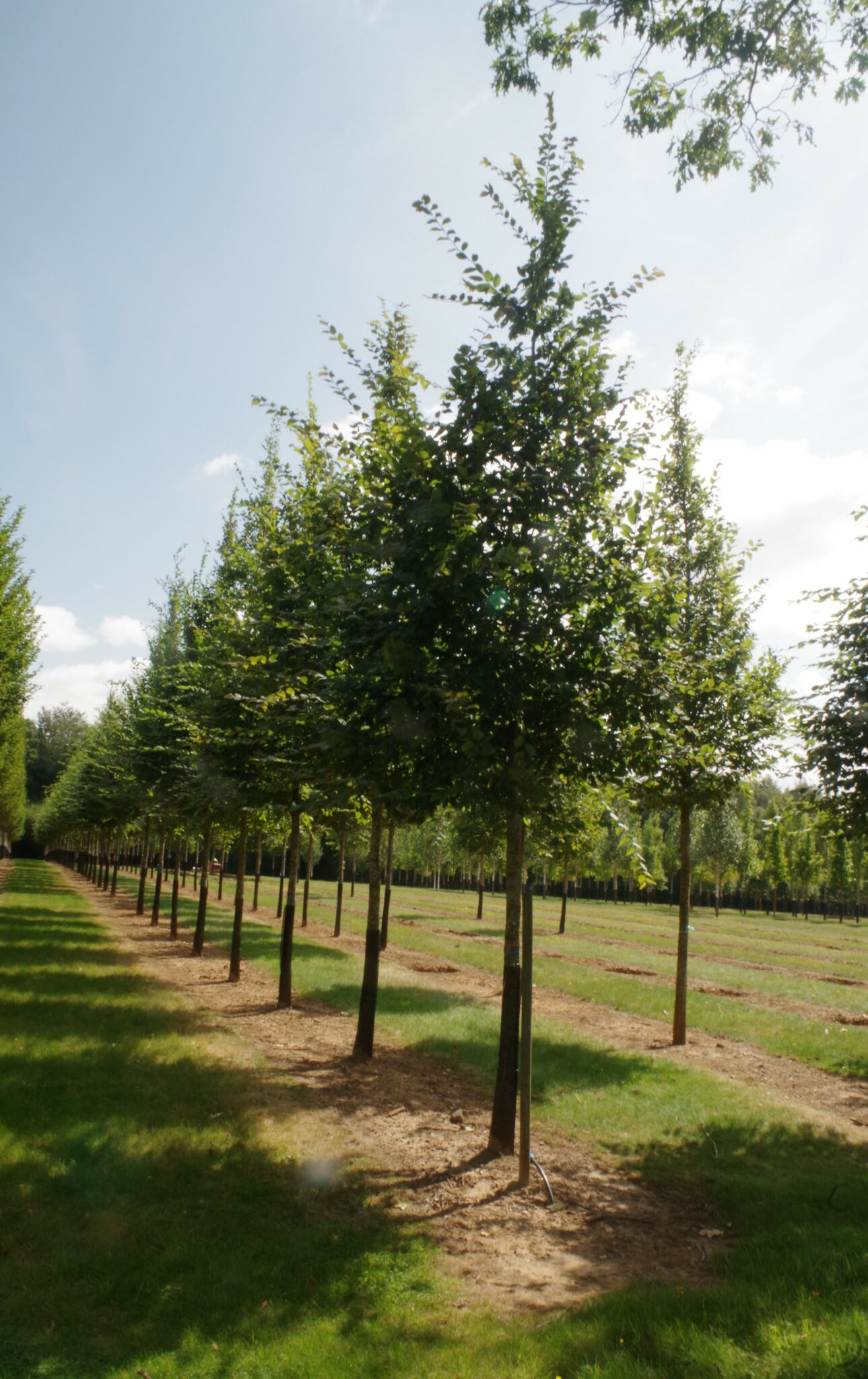 Carpinus betulus Tree | Hillier Trees
