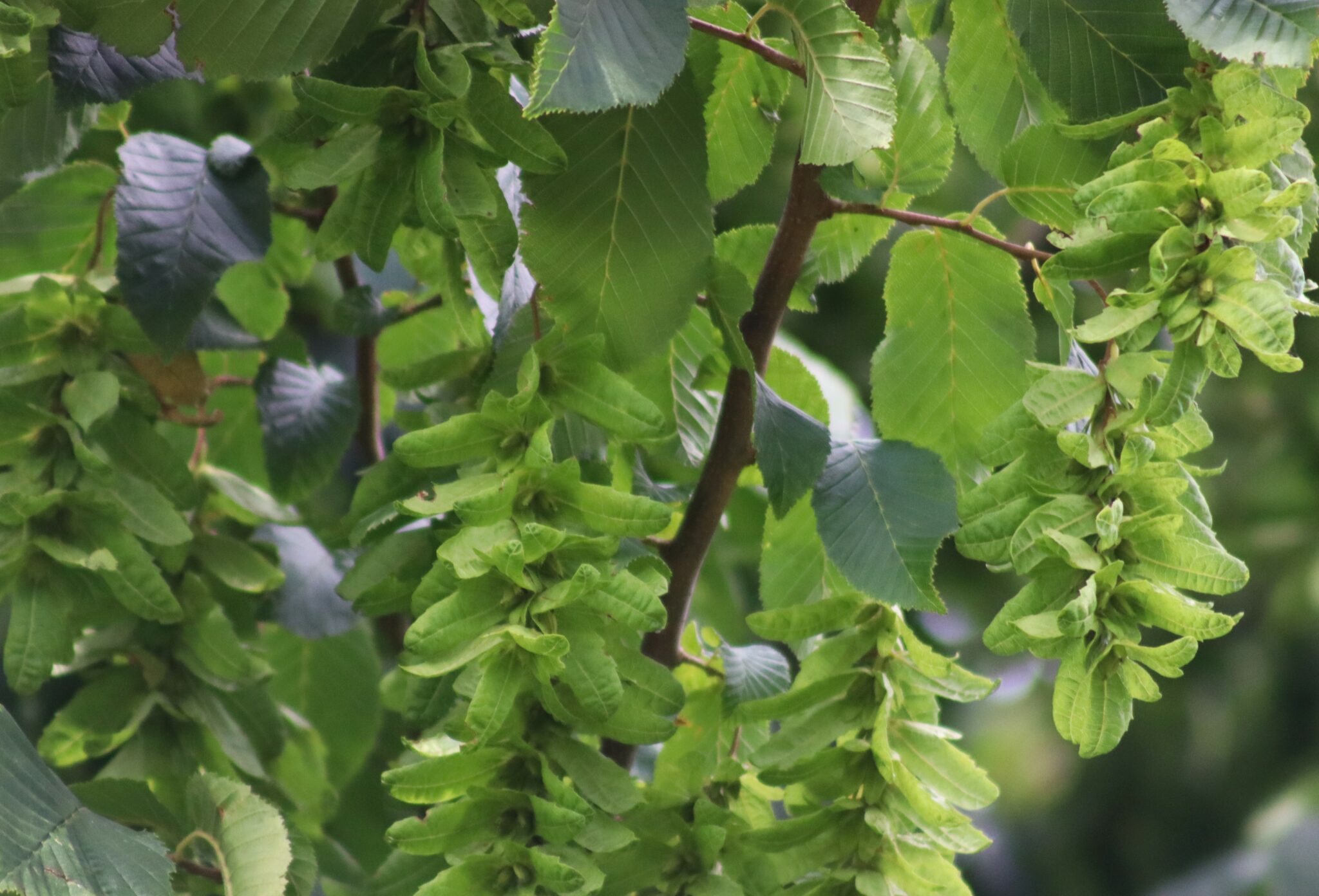 Carpinus betulus Tree | Hillier Trees