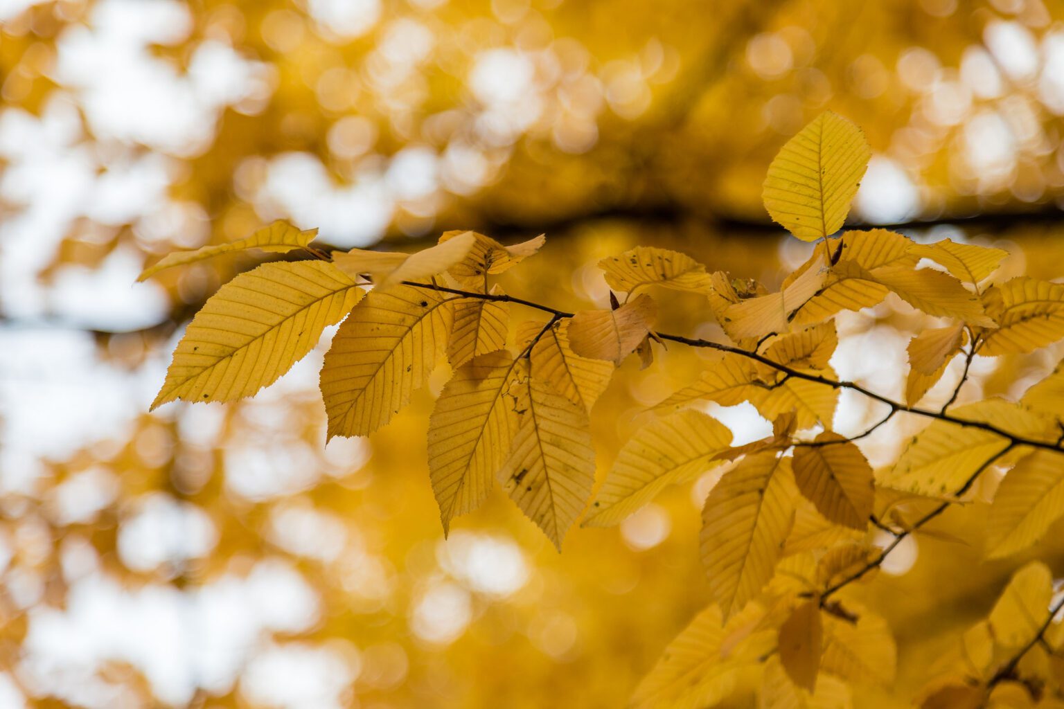 Carpinus betulus Tree | Hillier Trees