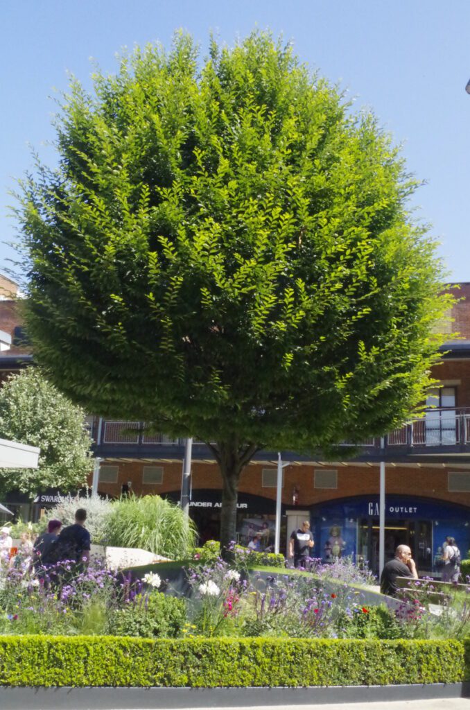 Carpinus betulus 'Fastigiata' Tree | Hillier Trees