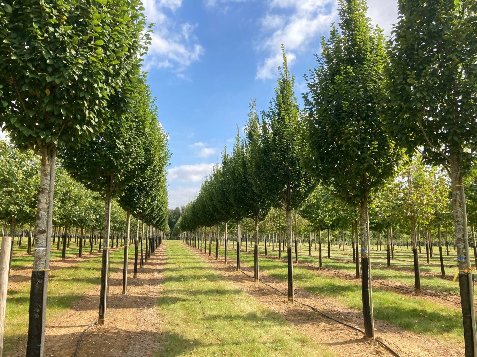Carpinus betulus 'Lucas' Tree | Hillier Trees