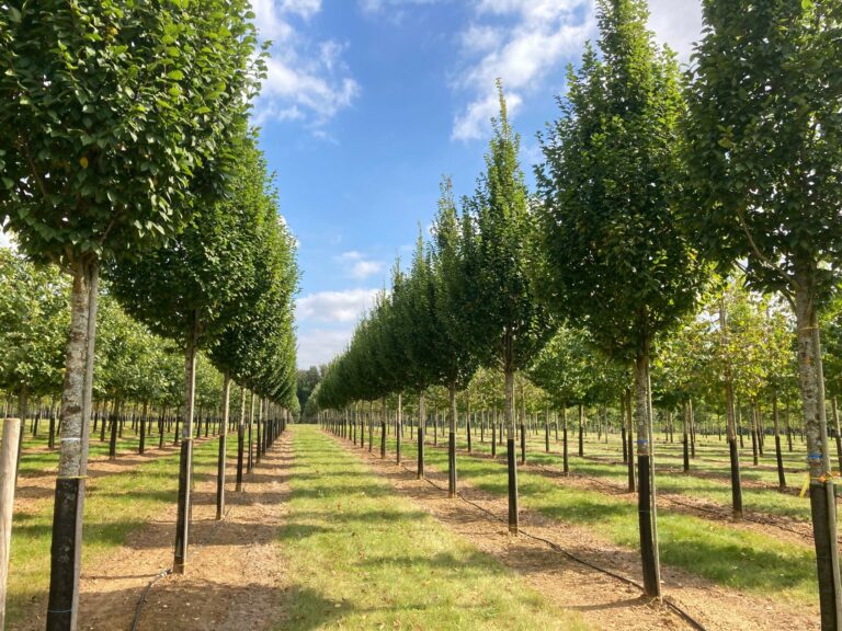 Carpinus betulus 'Lucas' Tree | Hillier Trees