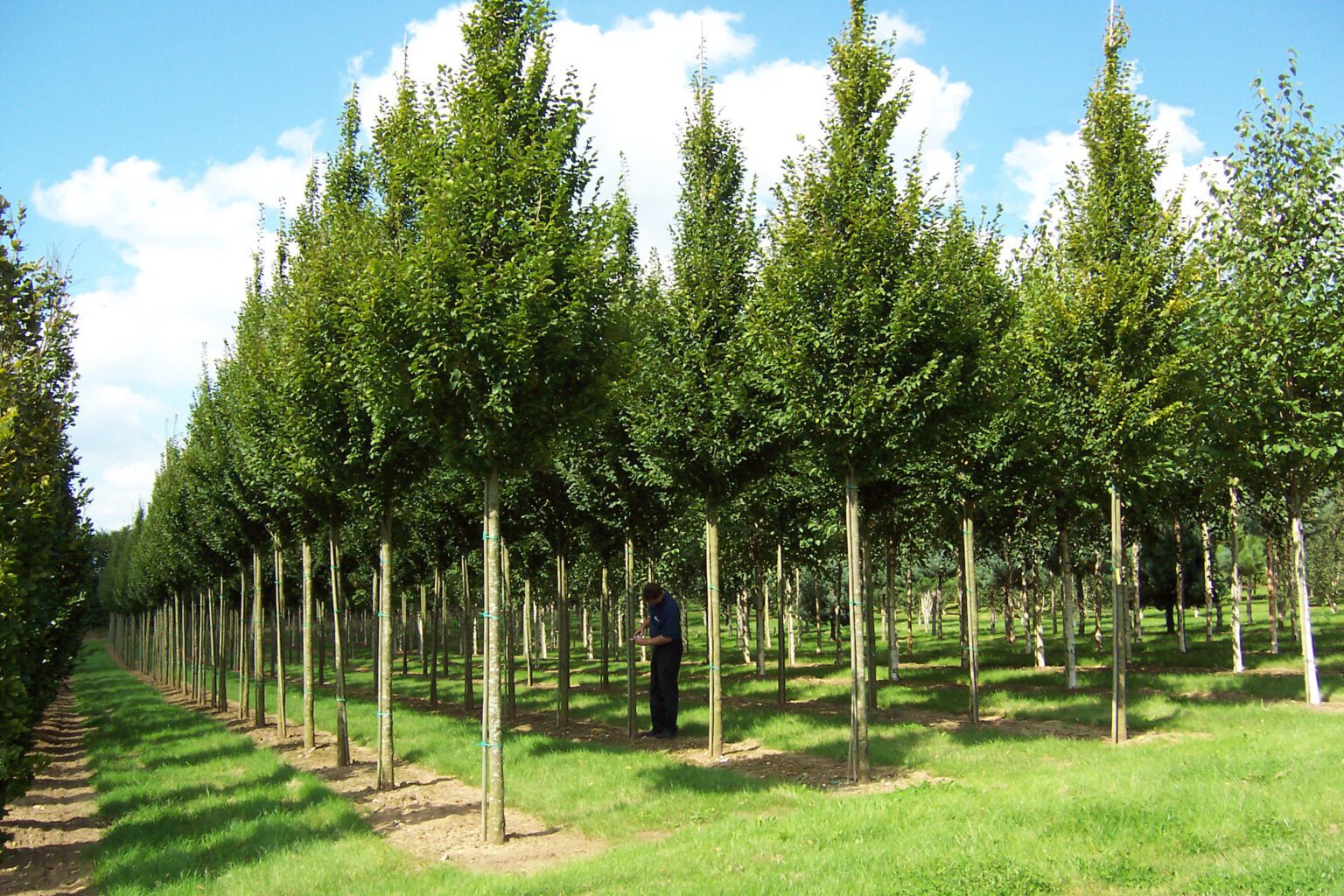 Carpinus betulus 'Streetwise' Tree | Hillier Trees