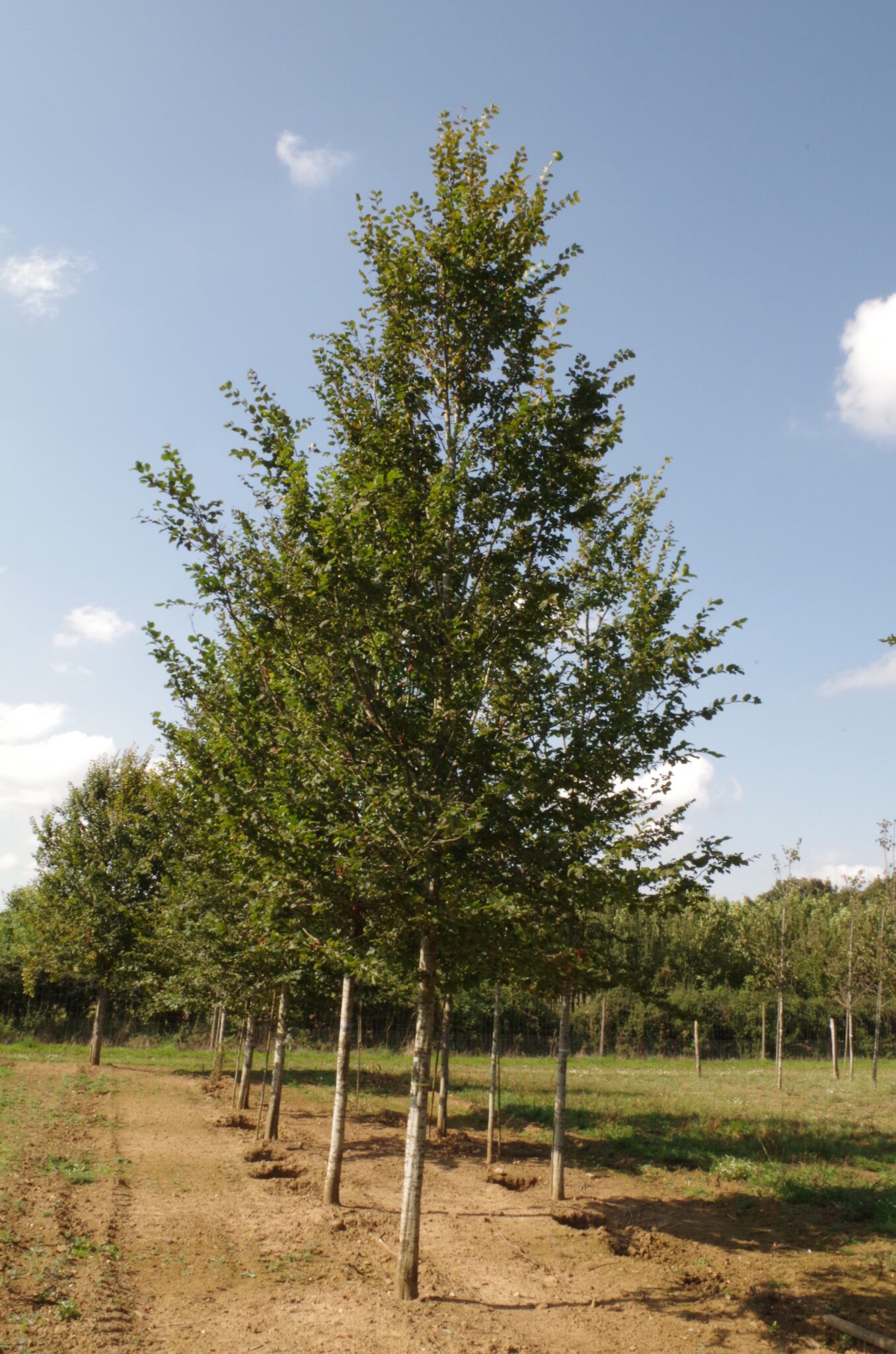 Carpinus betulus 'Streetwise' Tree | Hillier Trees
