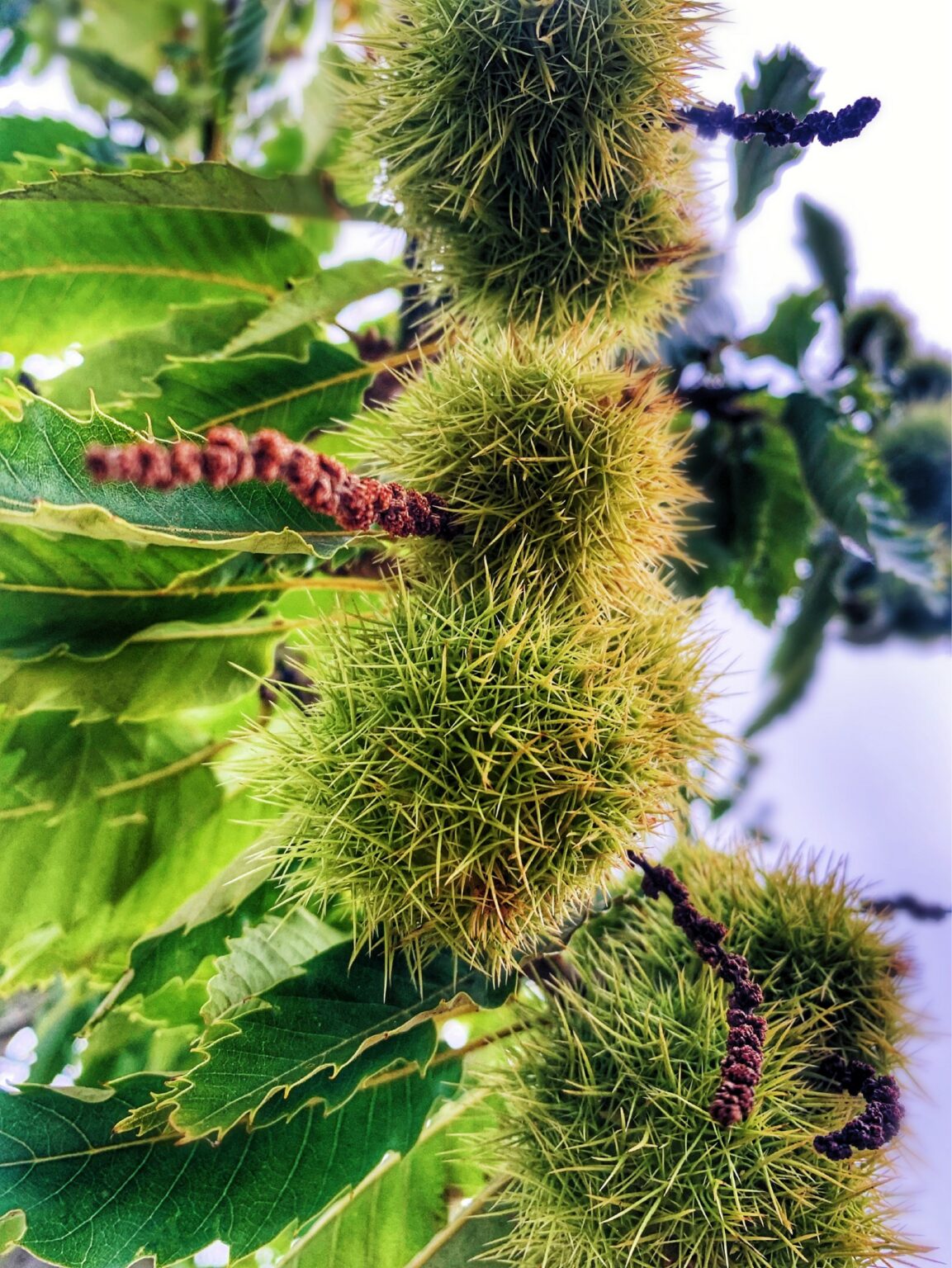Castanea sativa Tree | Hillier Trees