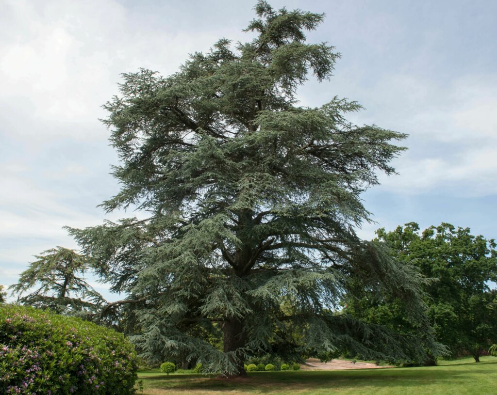 Cedrus libani subsp. atlantica 'Glauca' Tree | Hillier Trees