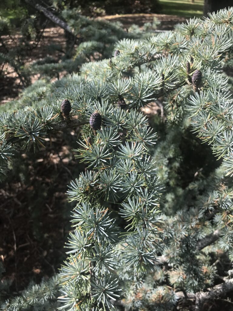Cedrus libani subsp. atlantica 'Glauca' Tree | Hillier Trees