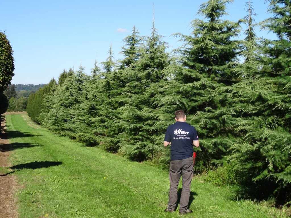 Cedrus deodara 'Aurea' Tree | Hillier Trees