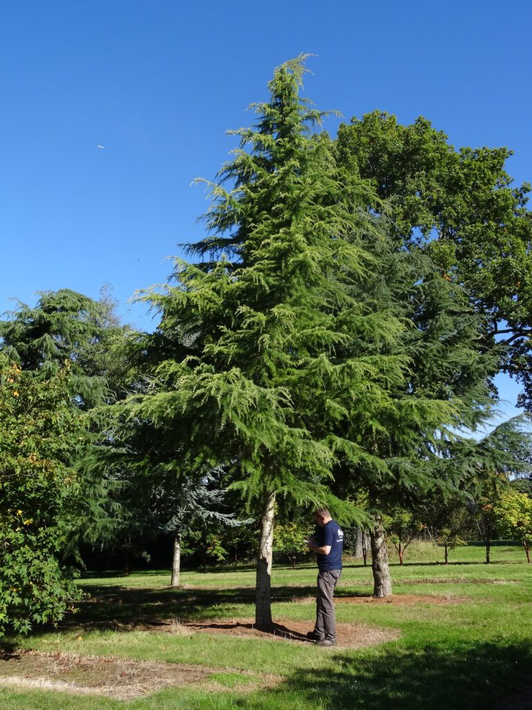 Cedrus deodara 'Aurea' Tree | Hillier Trees