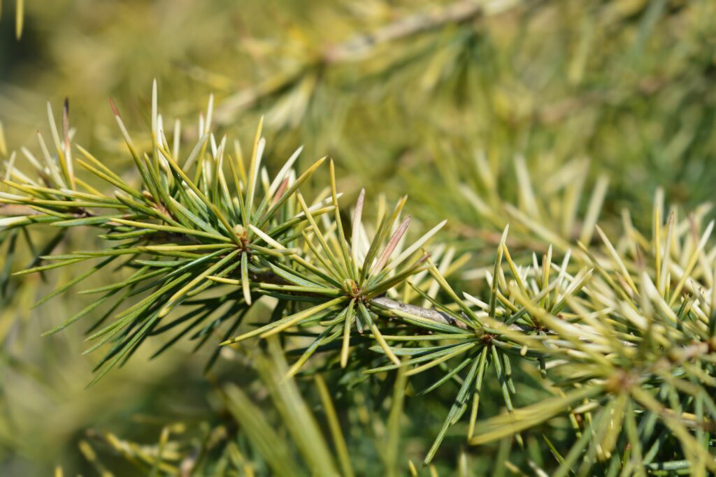 Cedrus deodara 'Aurea' Tree | Hillier Trees