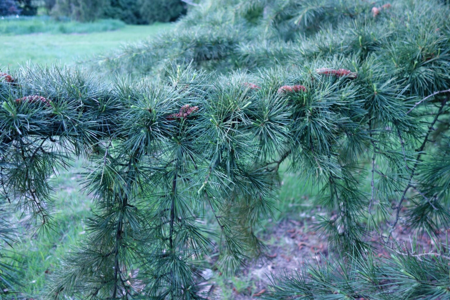 Cedrus deodara Tree | Hillier Trees