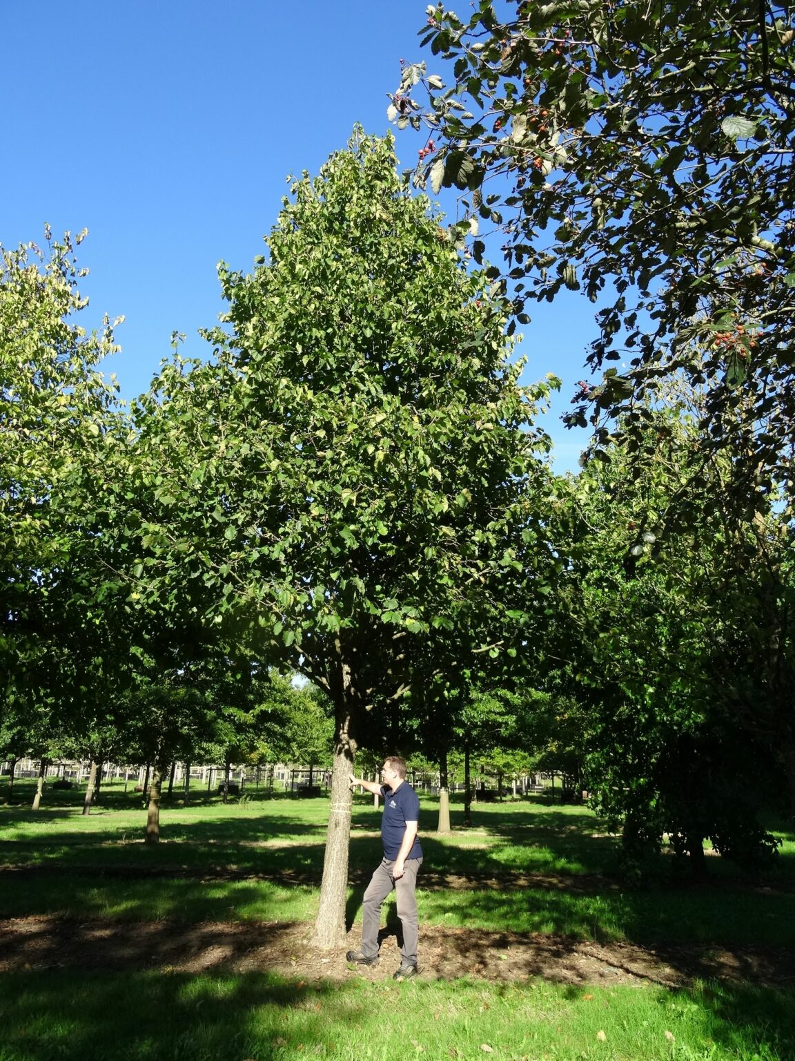 Corylus colurna Tree | Hillier Trees
