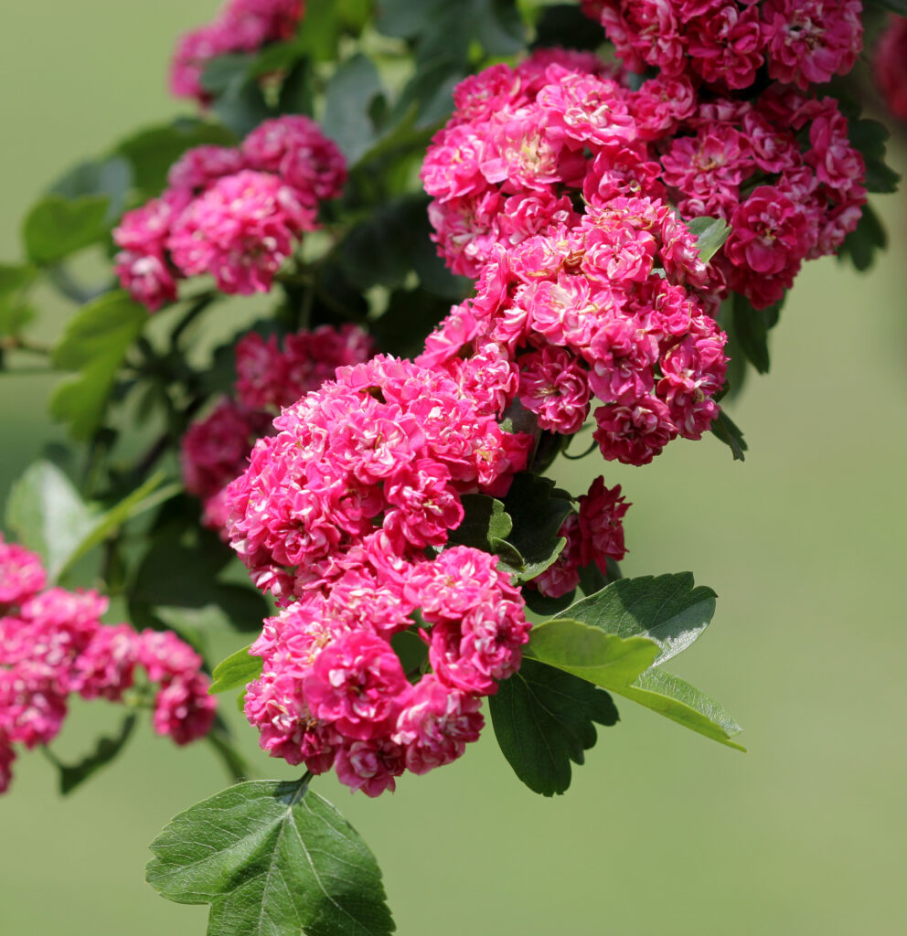 Crataegus media ‘Paul’s Scarlet’ Tree | Hillier Trees
