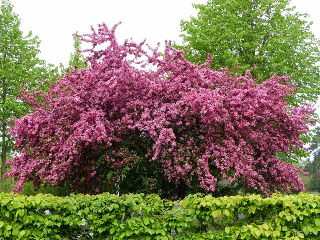 Crataegus media ‘Paul’s Scarlet’ Tree | Hillier Trees