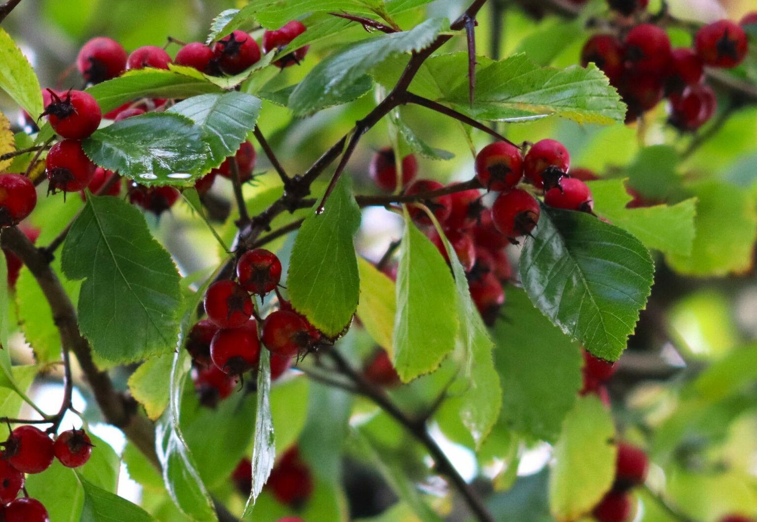 Choosing the Right Trees for Wet Soil