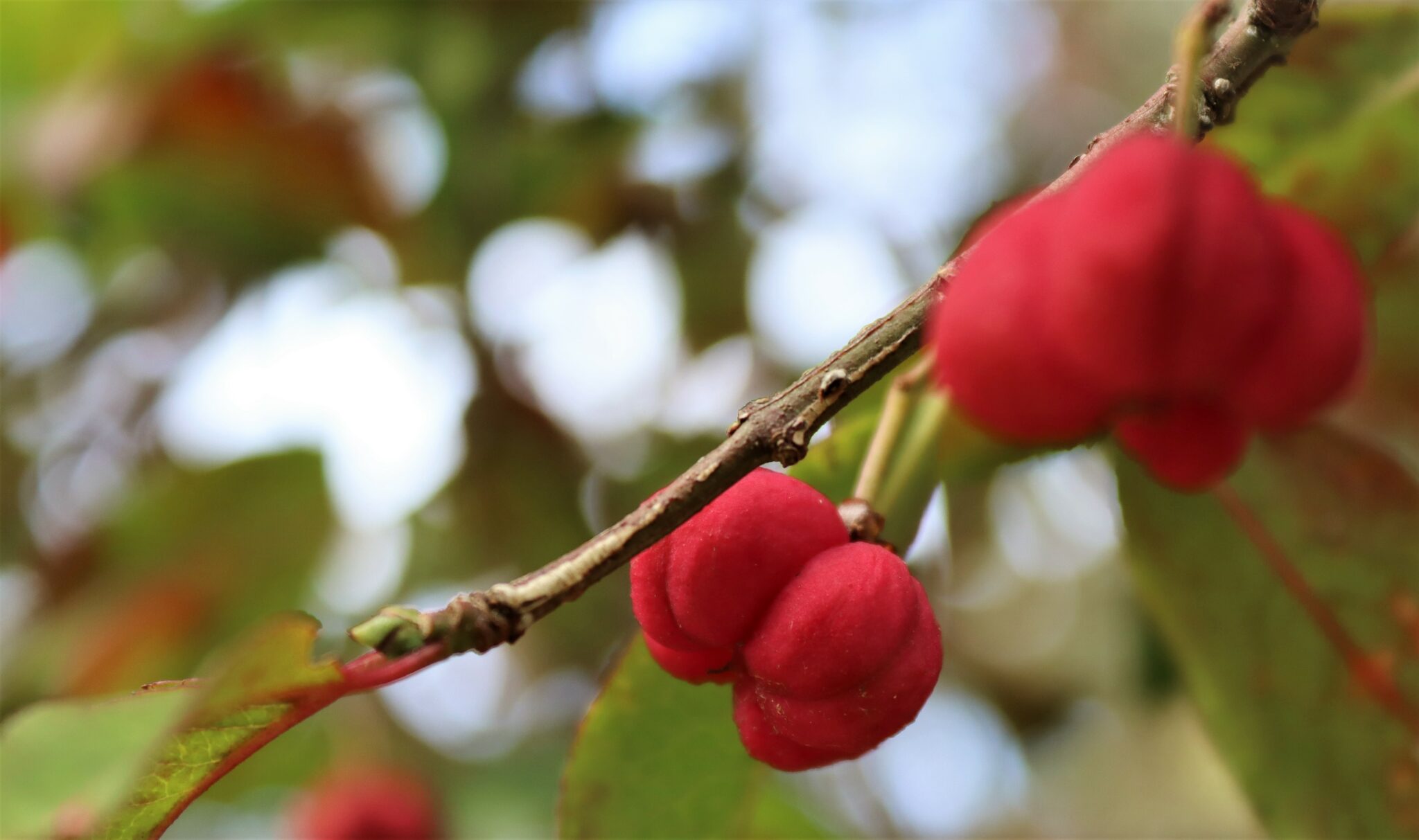 Euonymus europaeus 'Red Cascade' Tree | Hillier Trees