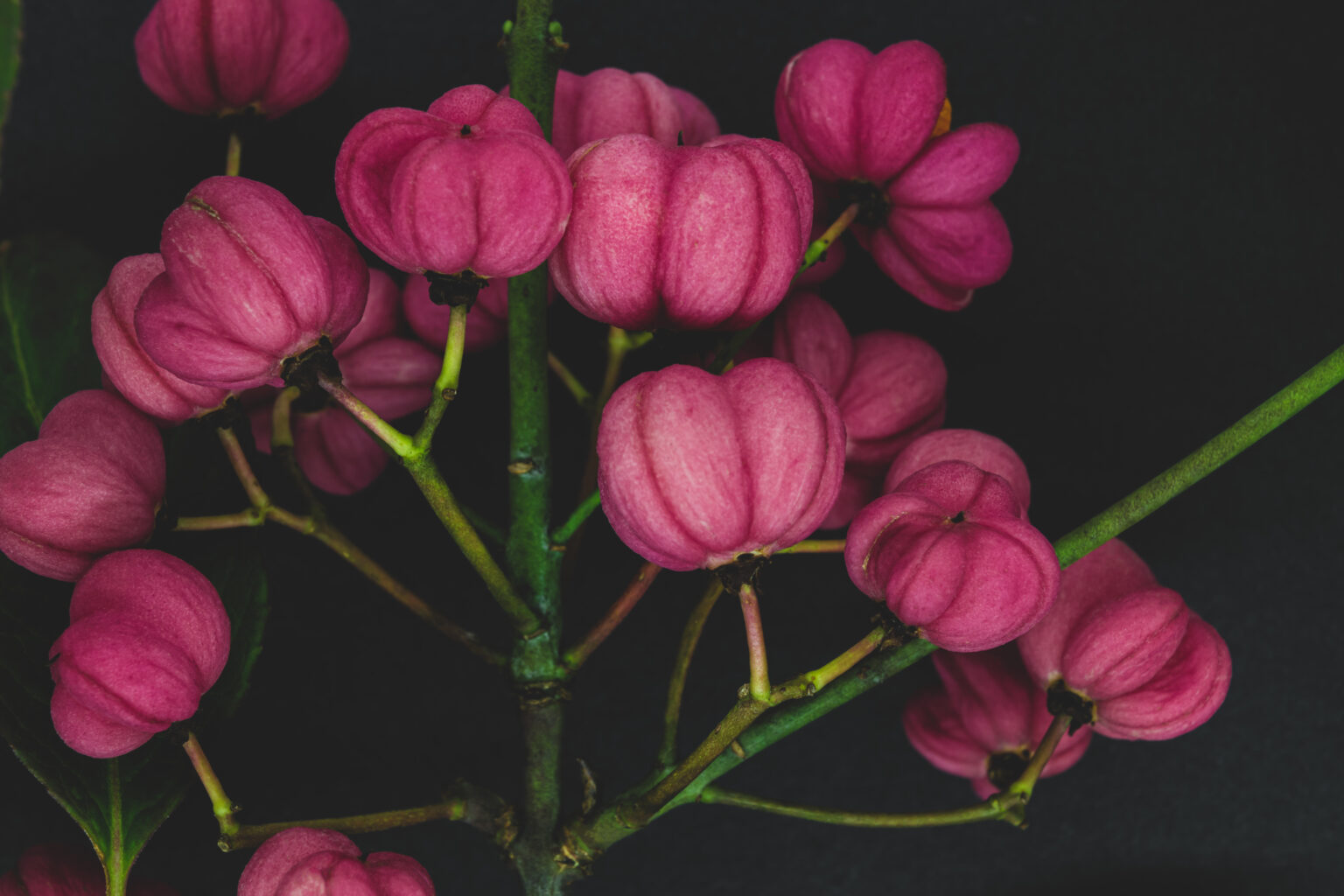 Euonymus europaeus 'Red Cascade' Tree | Hillier Trees