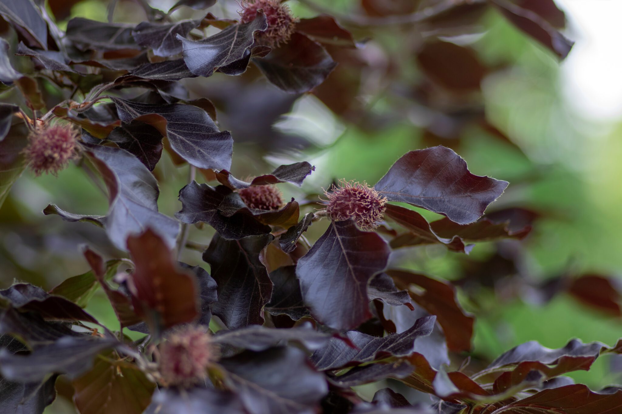 Fagus sylvatica Atropunicea Tree | Hillier Trees