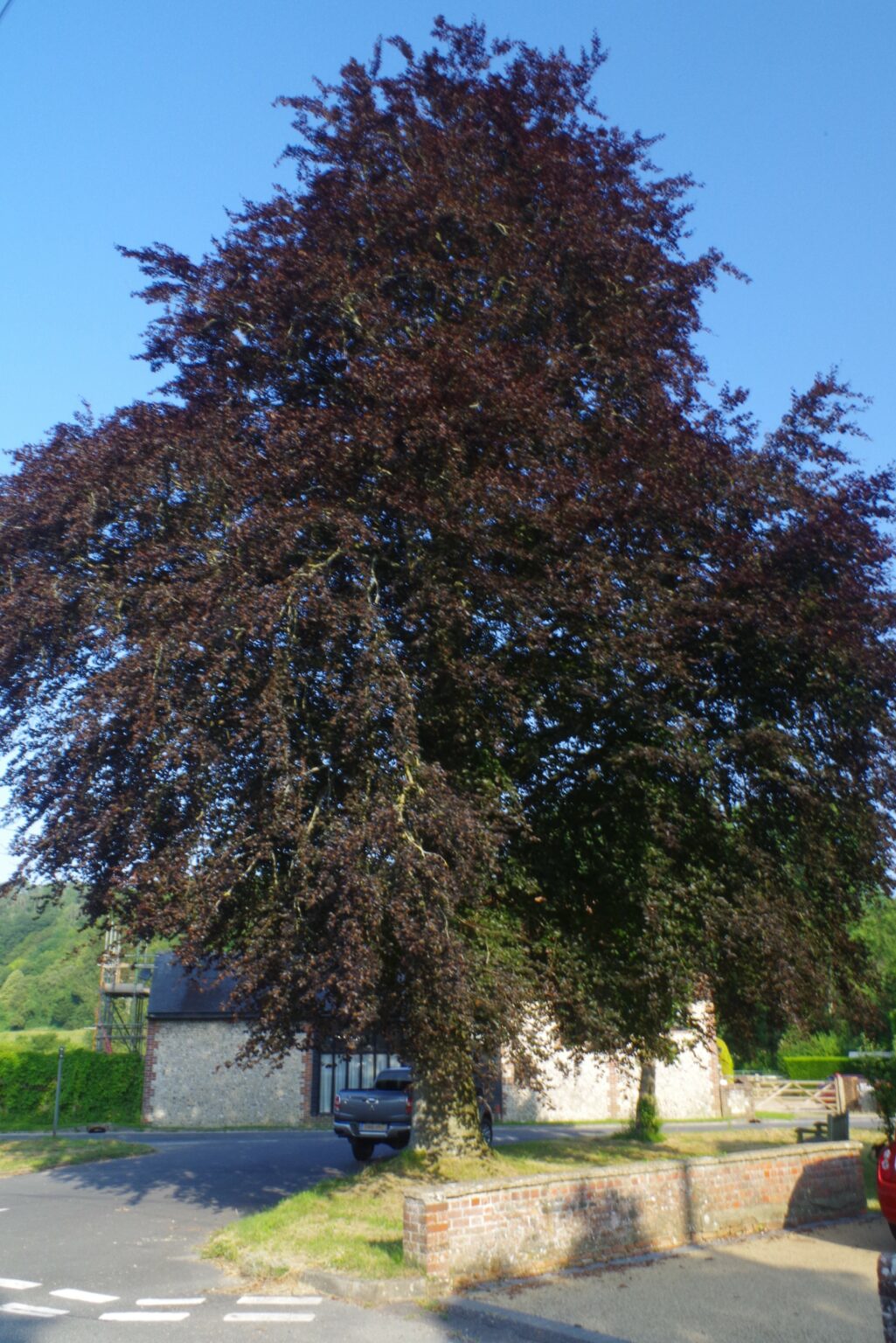 Fagus sylvatica Atropunicea Tree | Hillier Trees