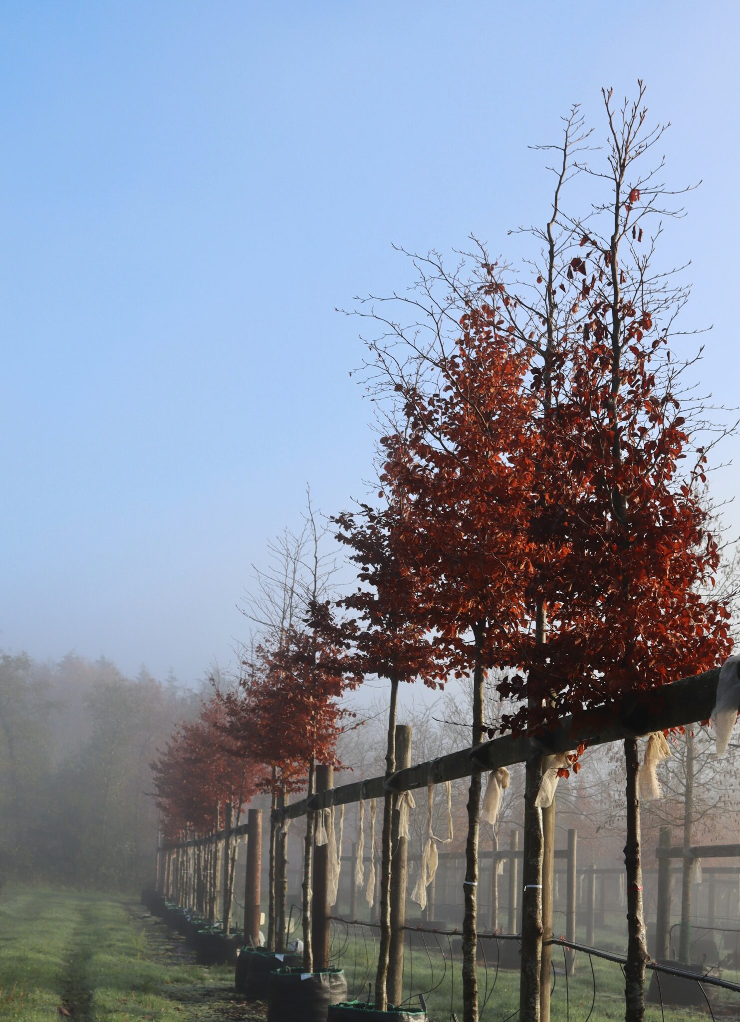 Fagus sylvatica Tree | Hillier Trees