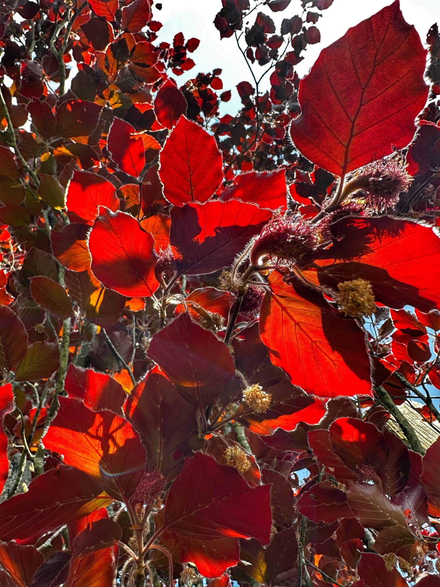 Fagus sylvatica ‘Dawyck Purple’ Tree | Hillier Trees