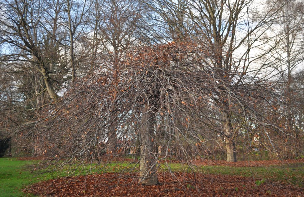 Fagus sylvatica ‘Pendula’ Tree | Hillier Trees