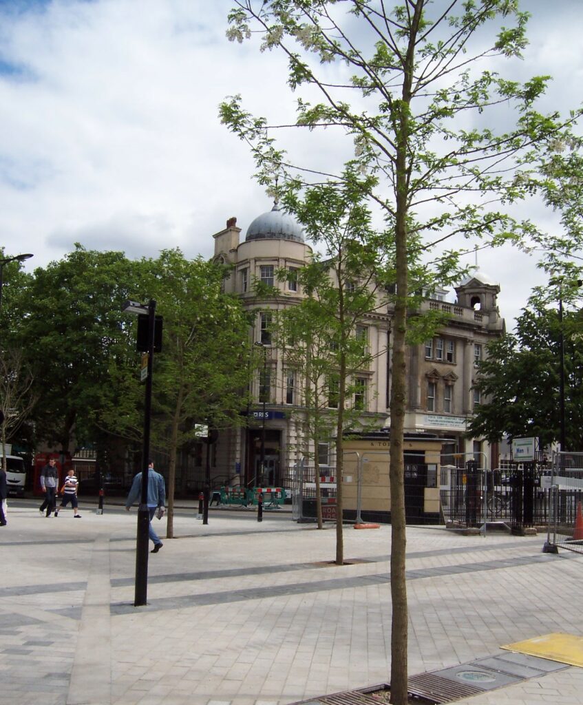Gleditsia triacanthos 'Skyline' Tree | Hillier Trees