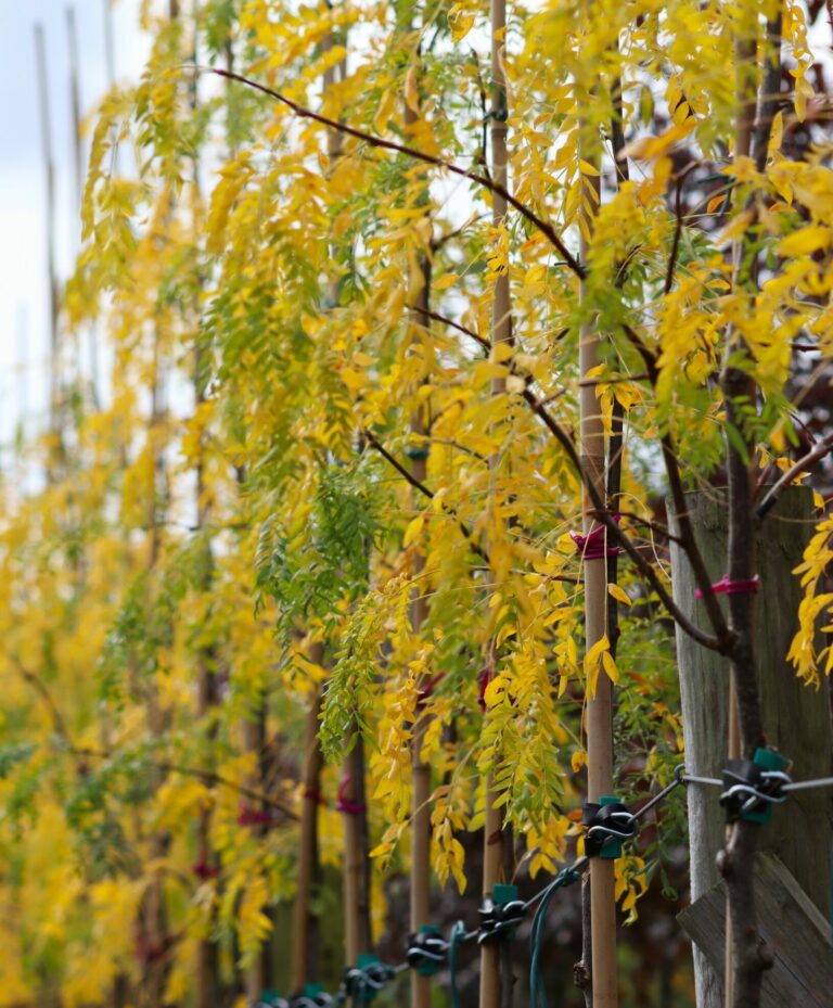 Gleditsia triacanthos 'Skyline' Tree | Hillier Trees