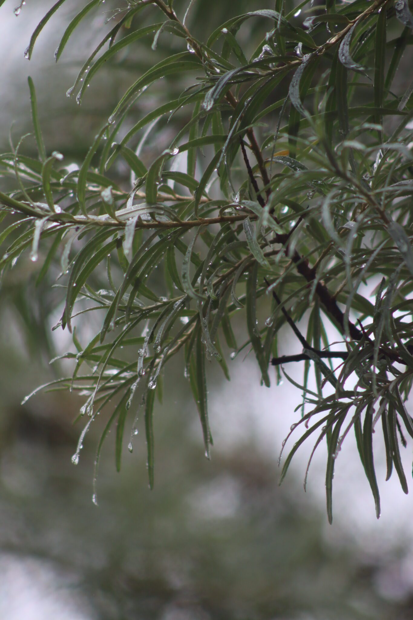 Sustainable Urban Drainage Systems (SUDS): Best SUDS Trees