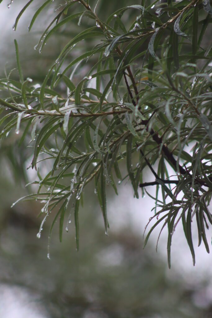 Hippophae salicifolia ‘Streetwise’ Tree | Hillier Trees