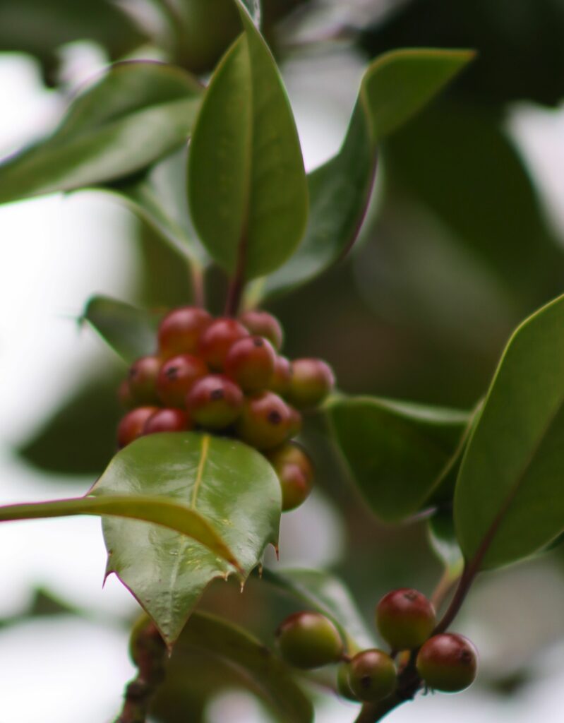 Ilex x altaclerensis 'James G. Esson' Tree | Hillier Trees