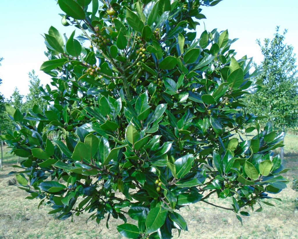 Ilex x altaclerensis 'James G. Esson' Tree | Hillier Trees