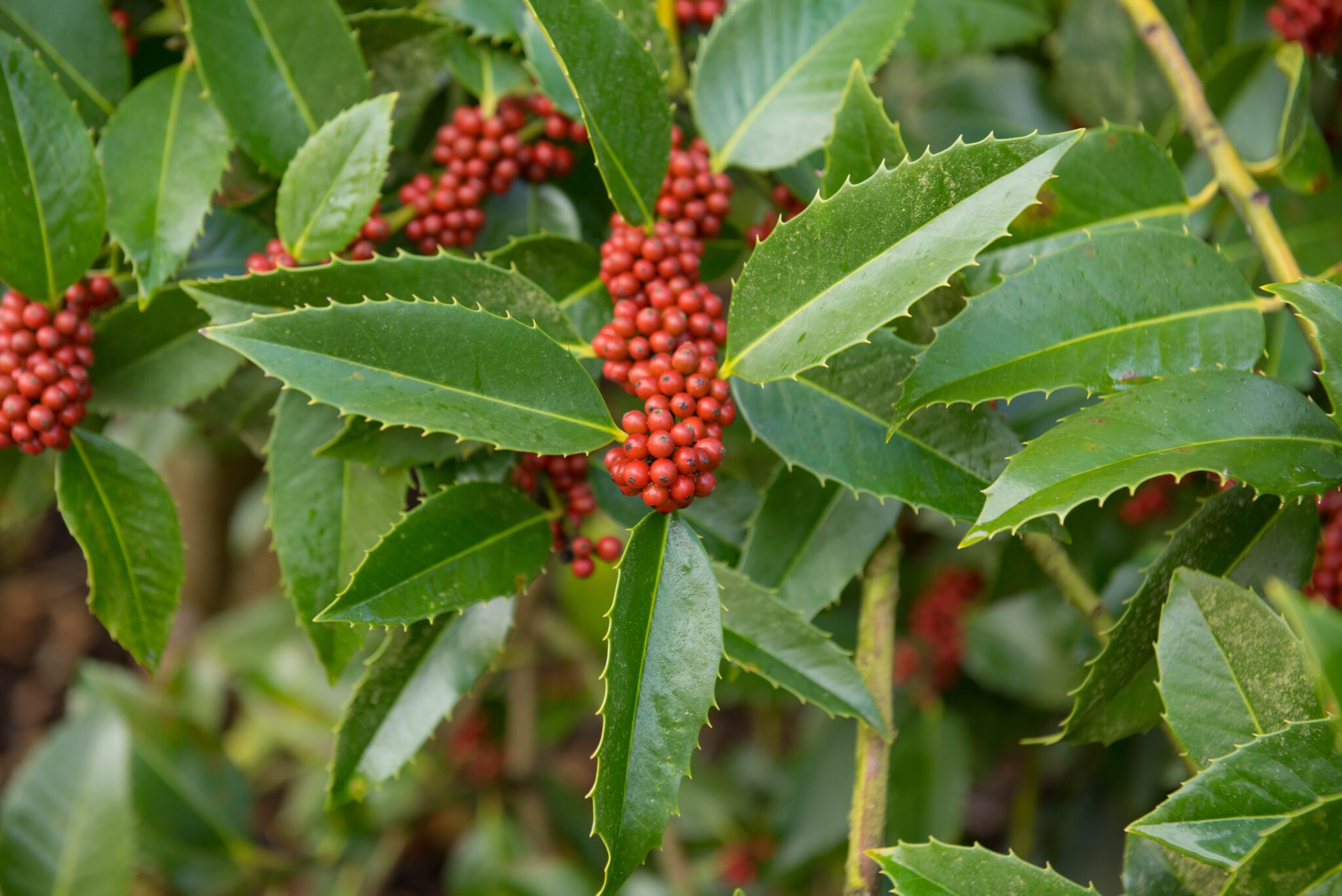 Ilex X Koehneana ‘Chestnut Leaf’ (Chestnut Leaf Holly)