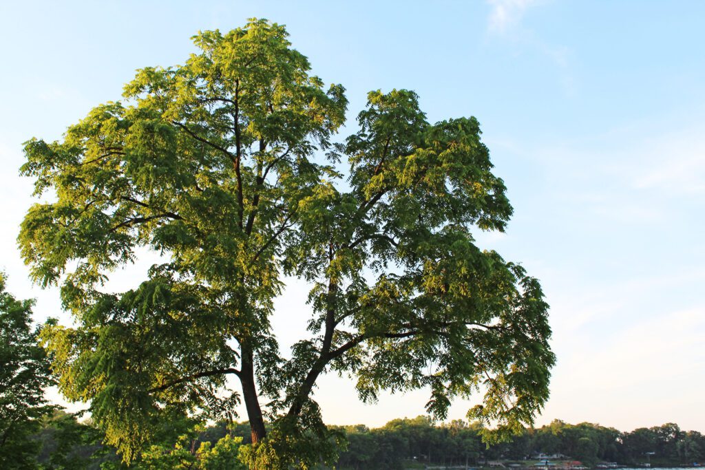 Juglans nigra Tree | Hillier Trees