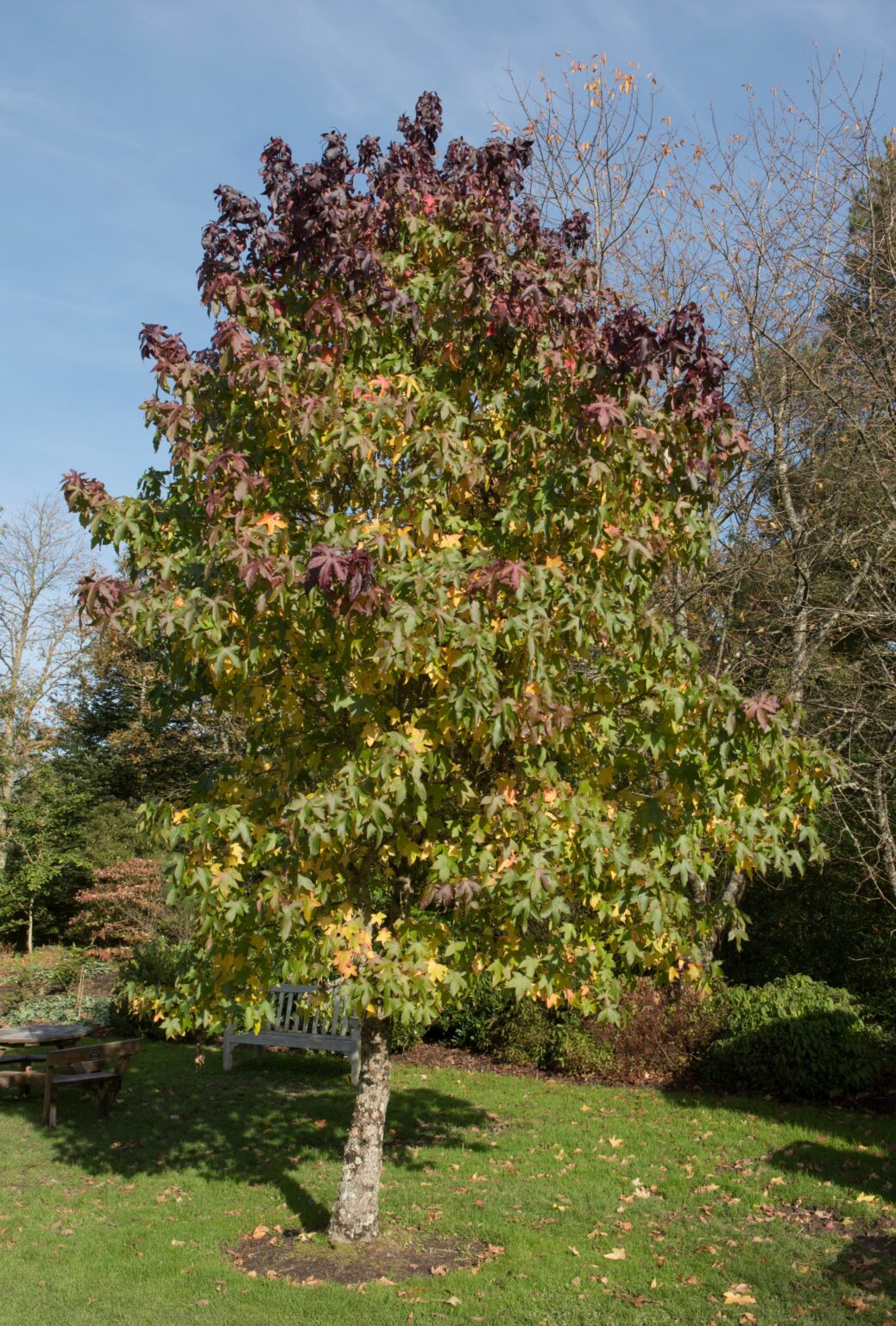 Liquidambar styraciflua 'Lane Roberts' Tree | Hillier Trees