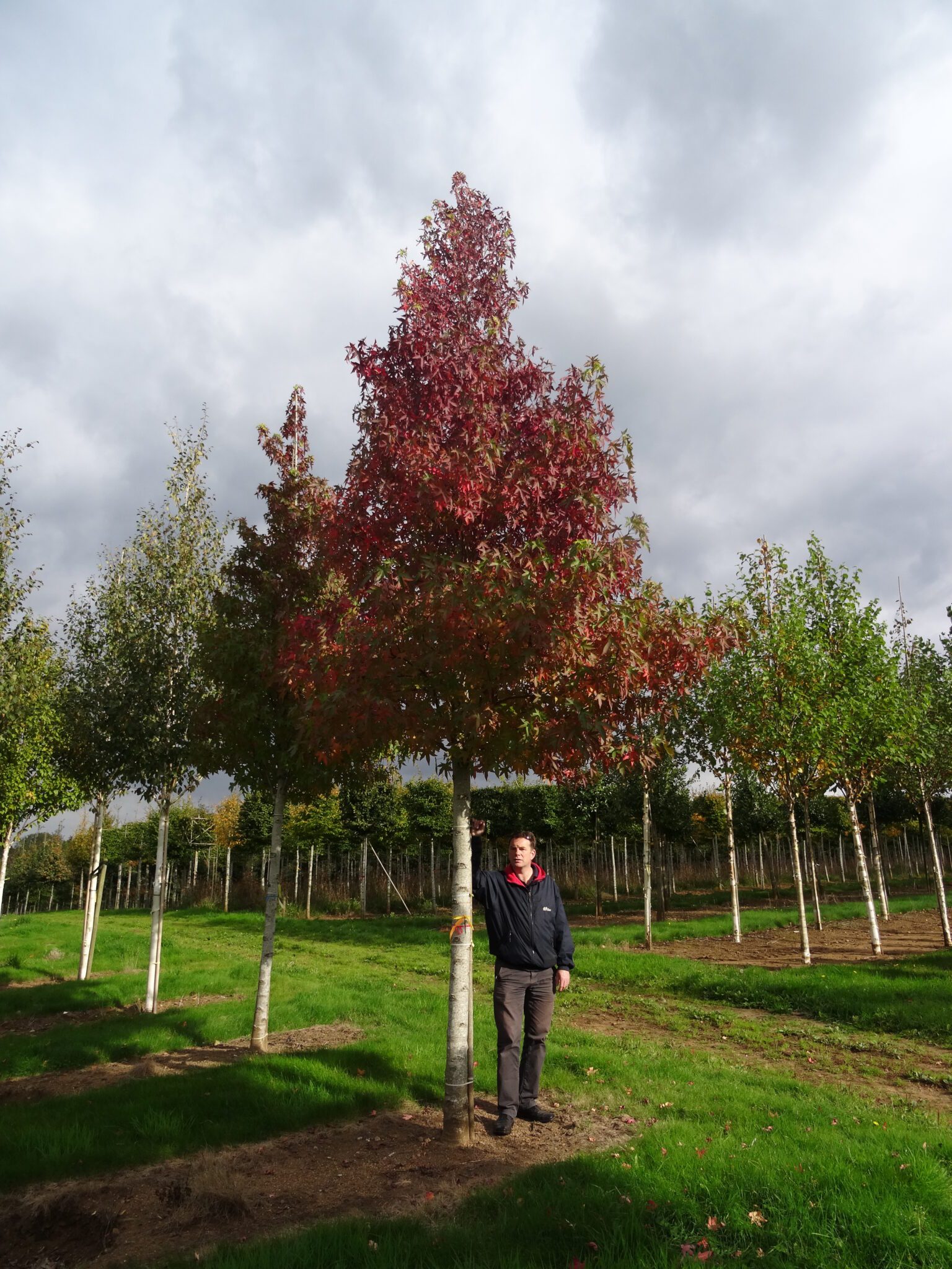Liquidambar styraciflua Tree | Hillier Trees