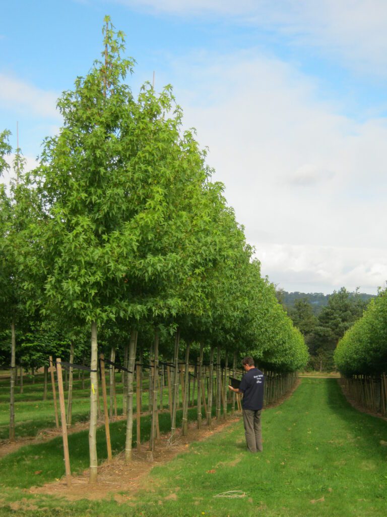 Liquidambar styraciflua 'Worplesdon' Tree | Hillier Trees