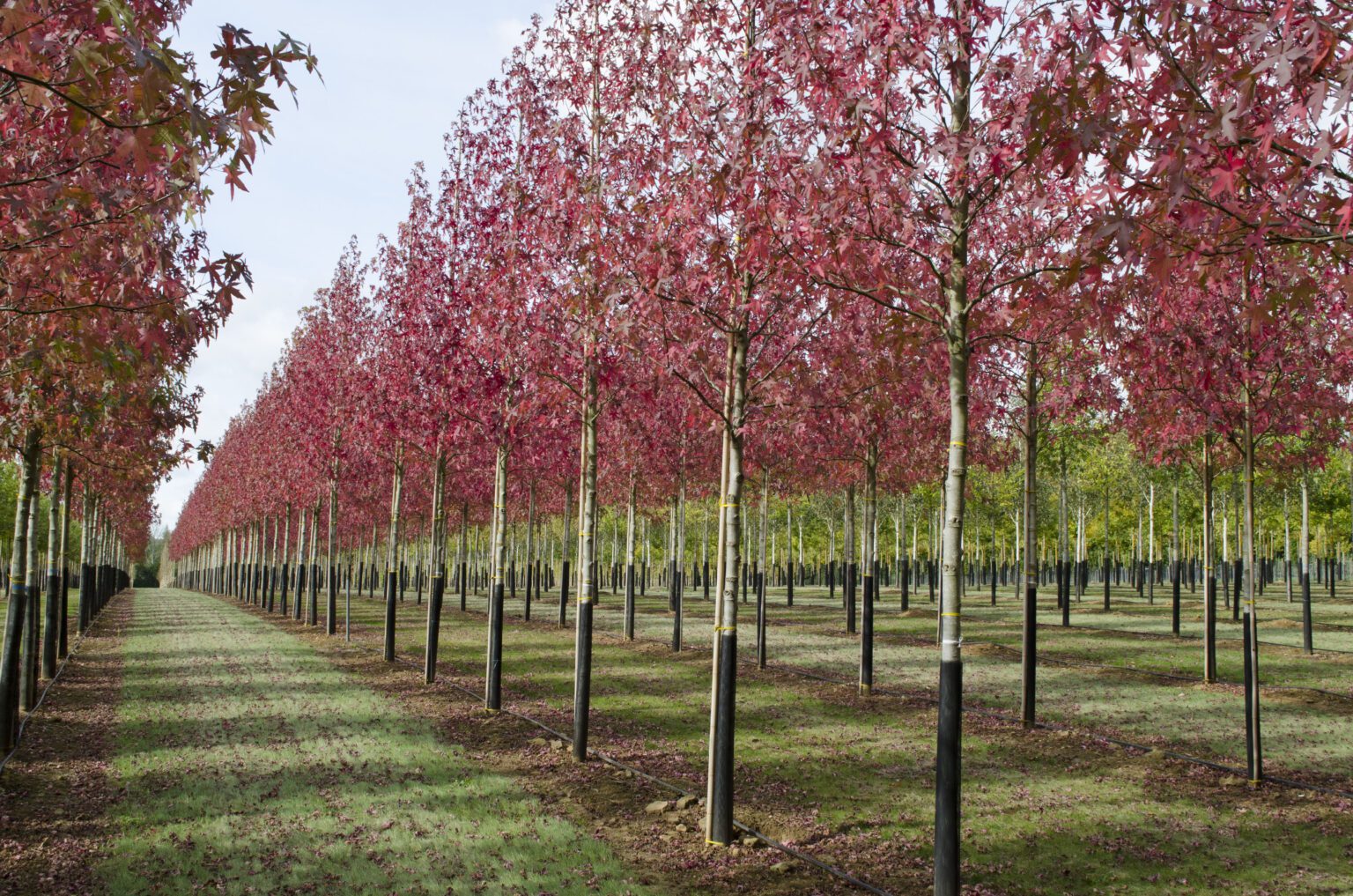 Liquidambar styraciflua 'Worplesdon' Tree | Hillier Trees