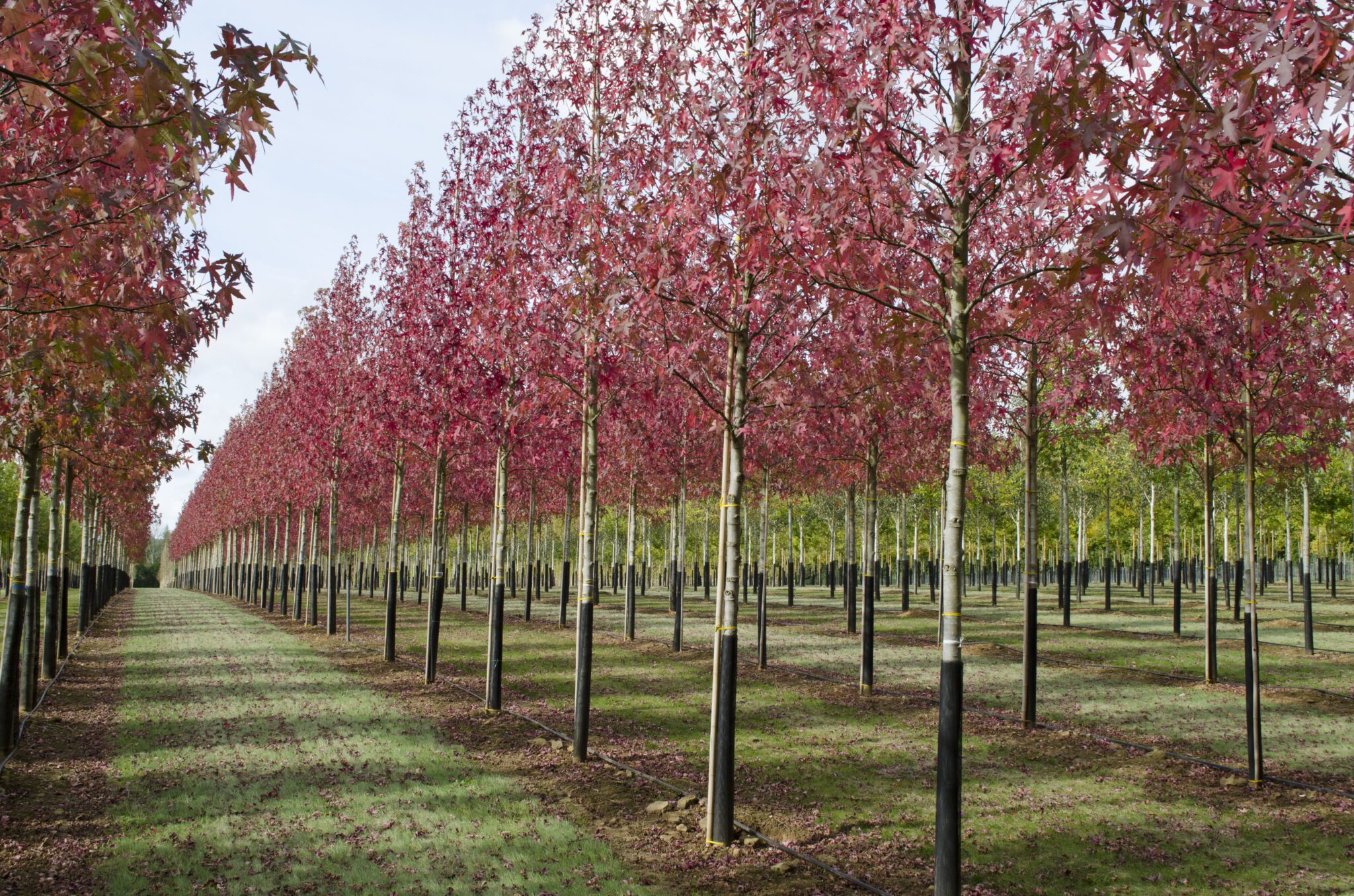 Liquidambar styraciflua 'Worplesdon' Tree | Hillier Trees