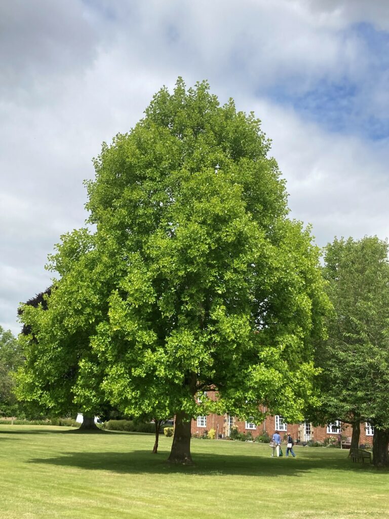 Liriodendron tulipifera Tree | Hillier Trees