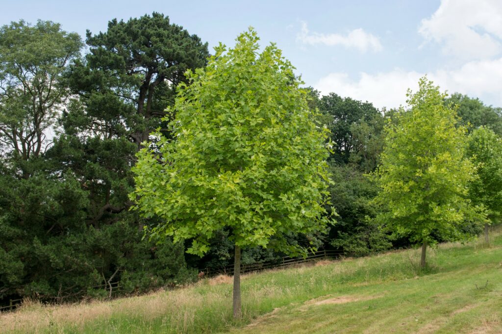 Liriodendron tulipifera Tree | Hillier Trees
