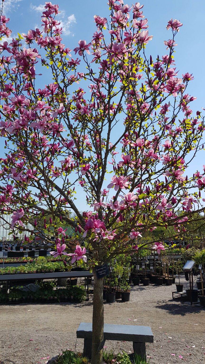 Magnolia 'Galaxy' Tree | Hillier Trees