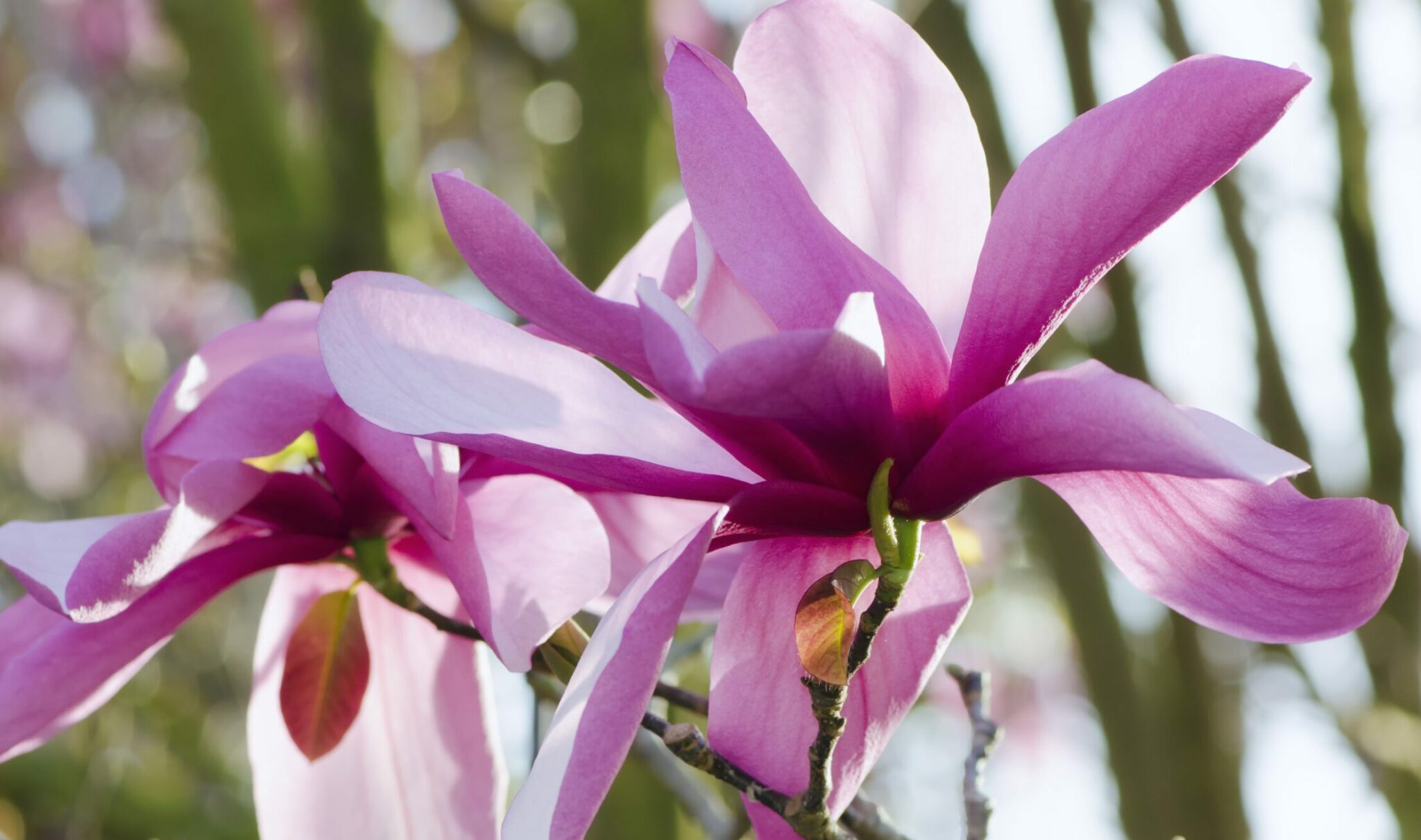 Magnolia 'Galaxy' Tree | Hillier Trees