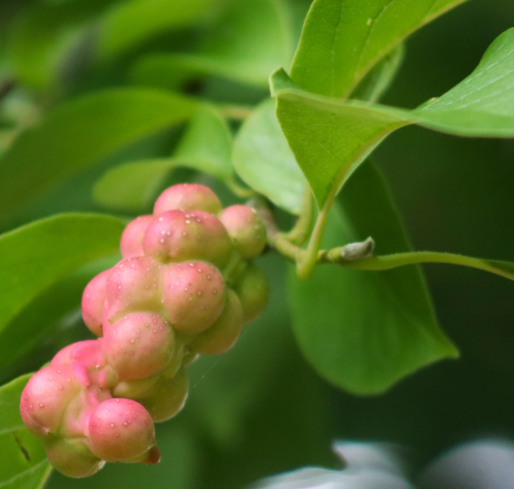 Magnolia kobus Tree | Hillier Trees