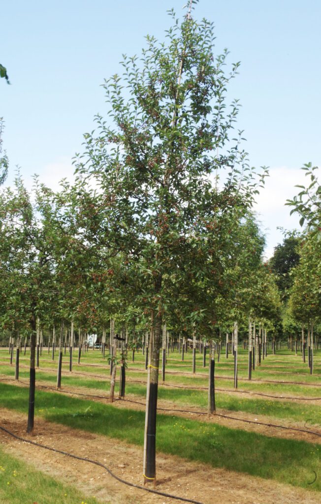 Malus hupehensis | Hillier Trees