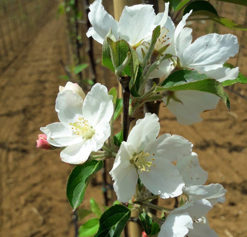Malus hupehensis | Hillier Trees